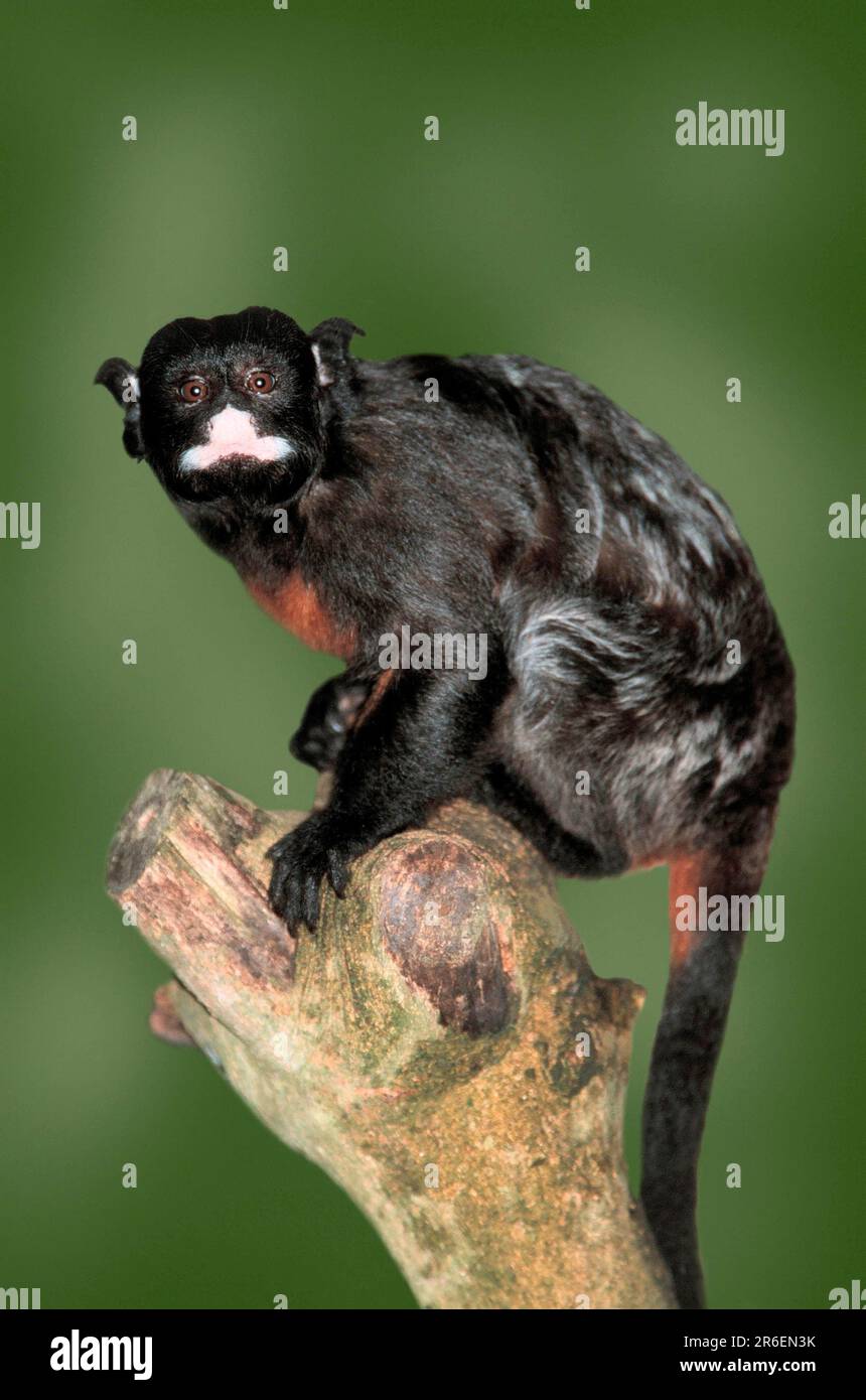 White-lipped tamarin (Saguinus labiatus) (animals) (exterior) (outdoor ...