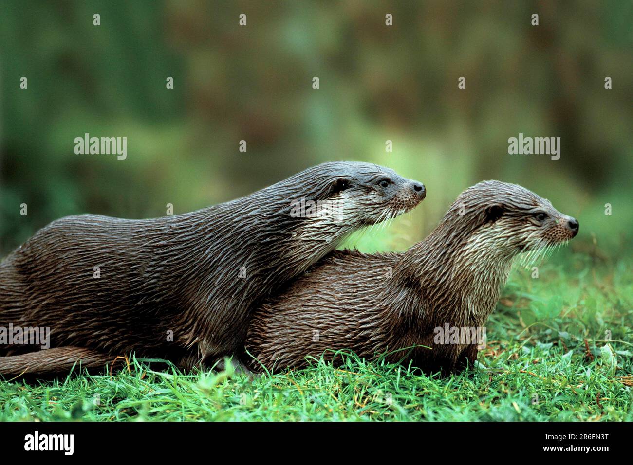 European Otter (Lutra lutra), Europaeische Fischotter, [animals, aussen ...