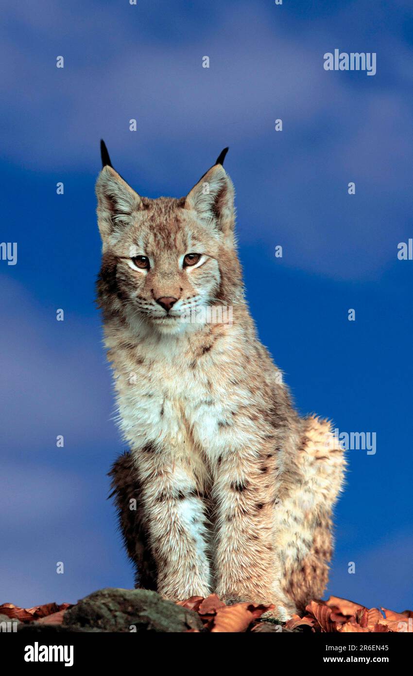 Young eurasian lynx (Lynx lynx) (animals) (outside) (outdoor) (frontal ...