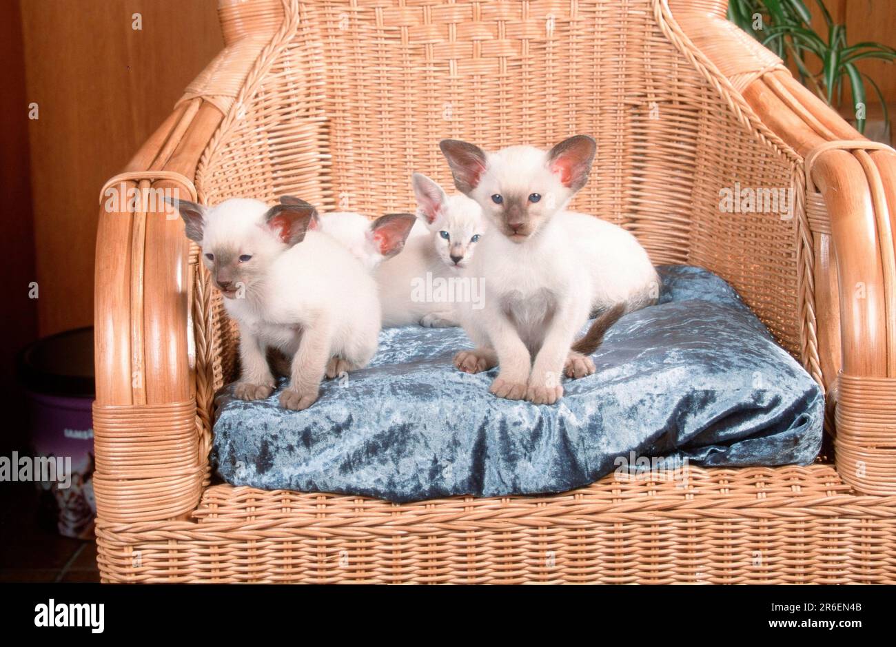 Siamese cats, kittens, 7 weeks Stock Photo - Alamy