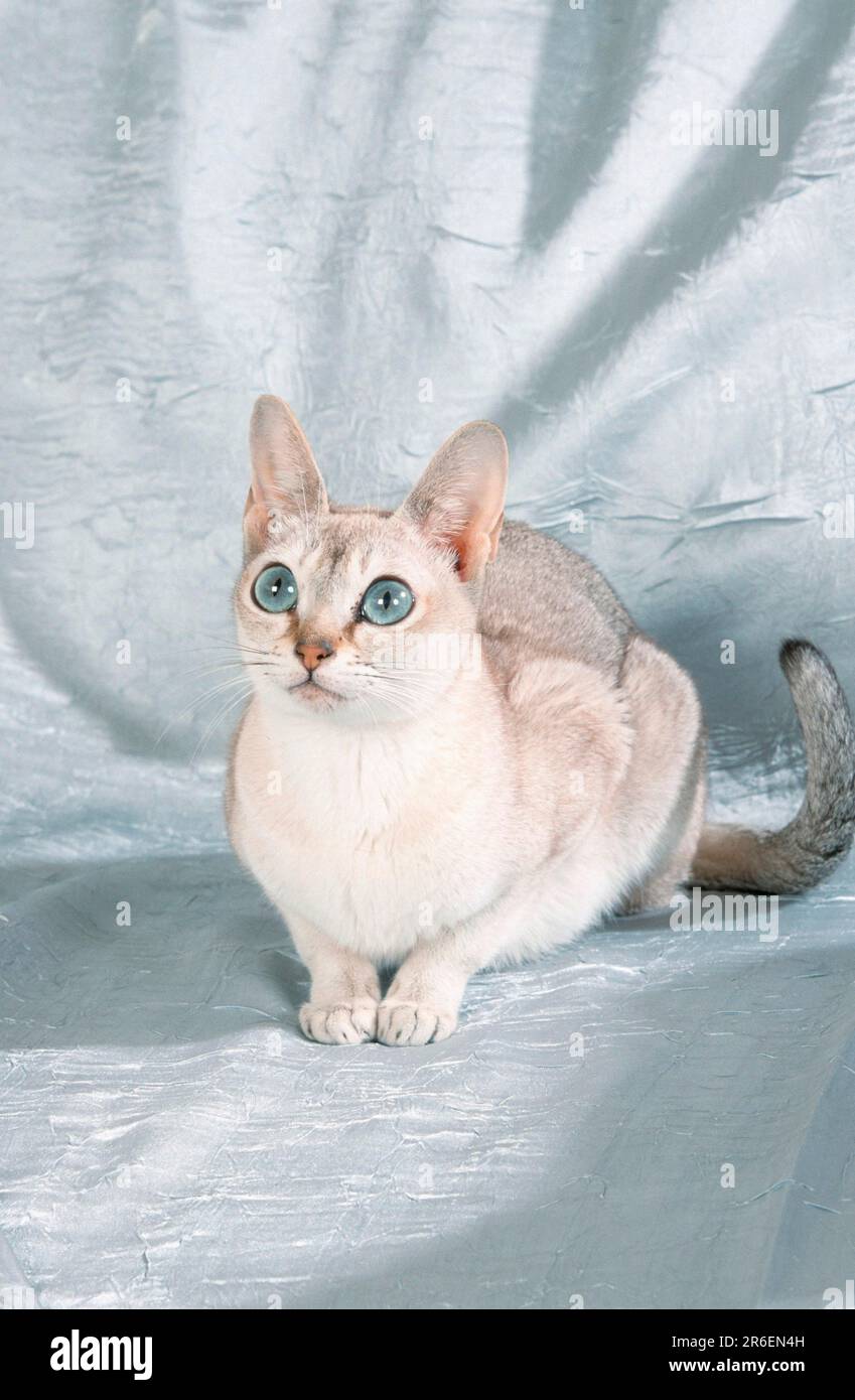 Singapore cat hi-res stock photography and images - Alamy