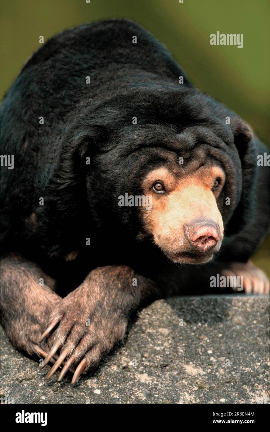 Malayan sun bear (Helarctos malayanus Stock Photo - Alamy