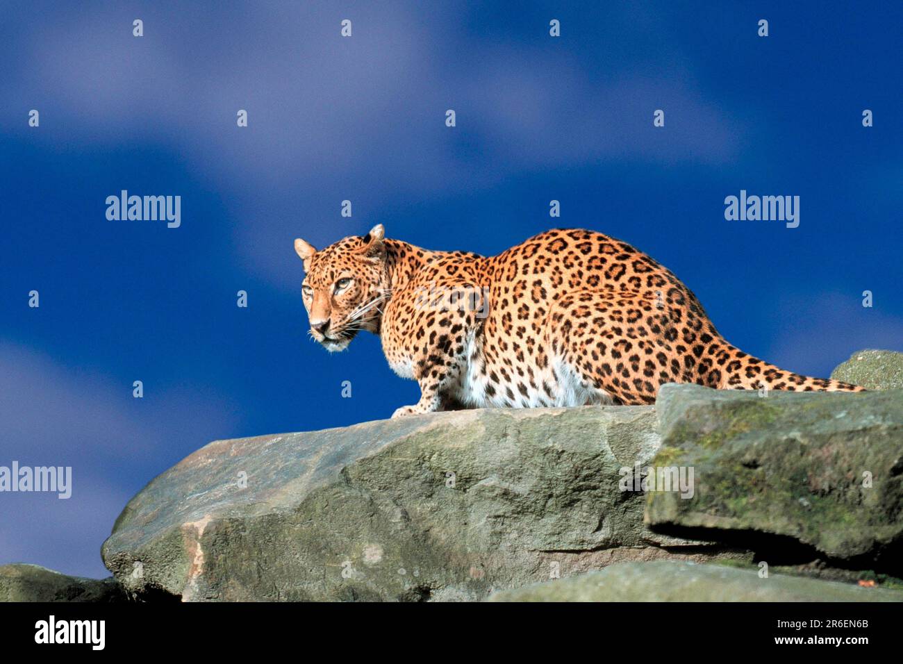 Leopard (Panthera pardus) (animals) (outdoor) (lying) (side) (adult ...
