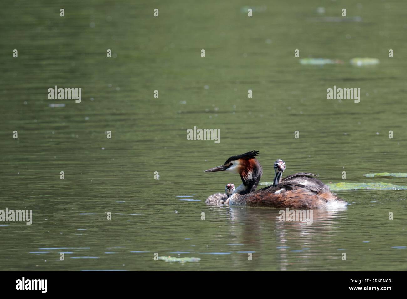 Great crested grebe Podiceps cristatus, adults breeding plumage dark ...