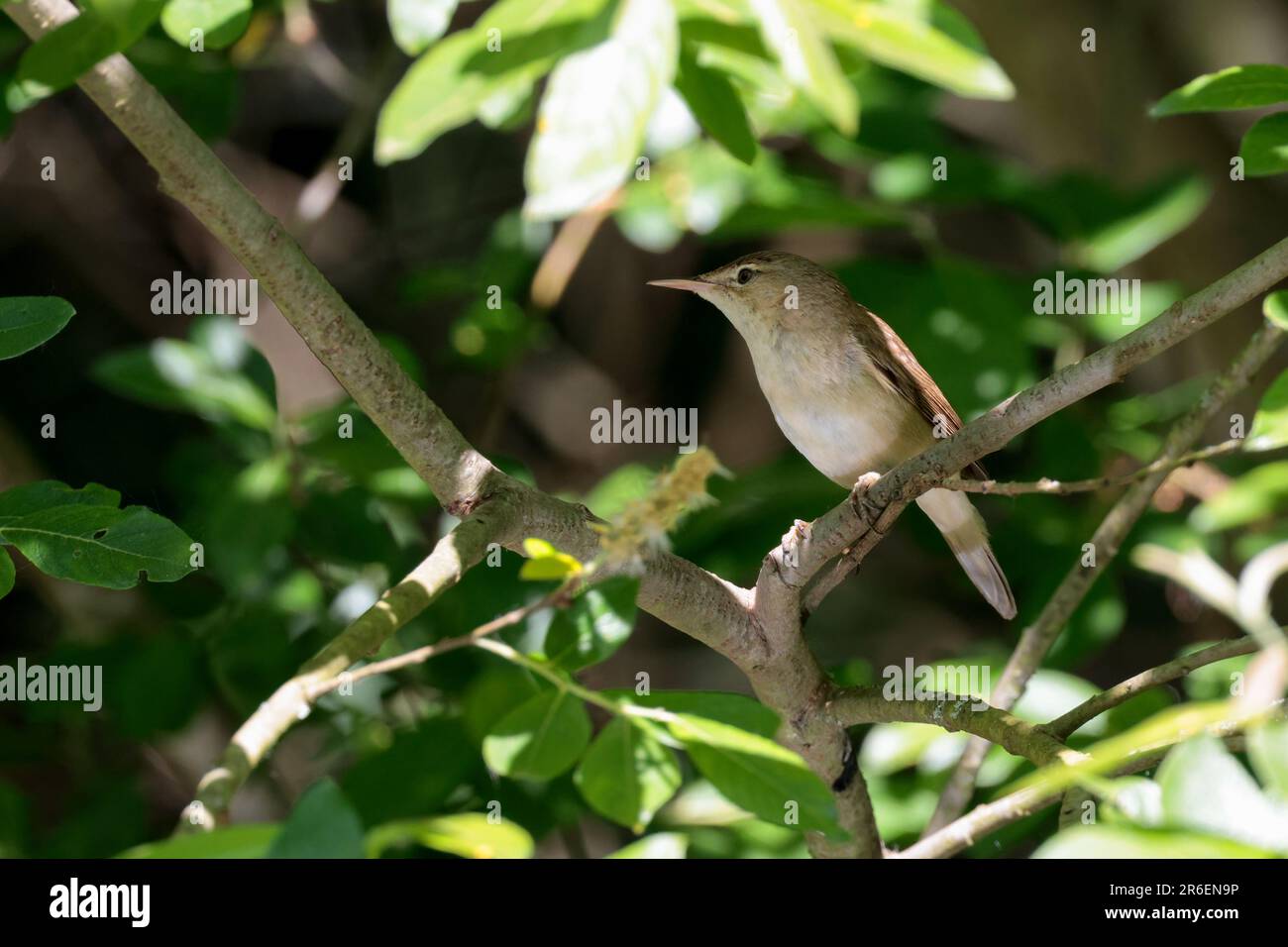 Rounded tail tip hi-res stock photography and images - Alamy
