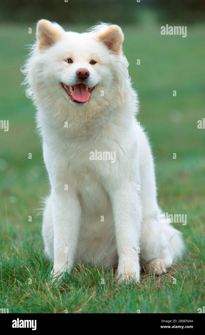 Akita Inu, longhaired (animals) (outdoor) (frontal) (head-on) (from ...