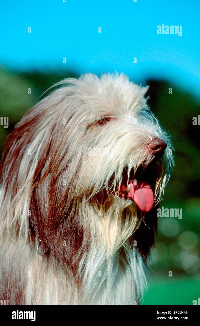 Bearded collie side hi-res stock photography and images - Alamy