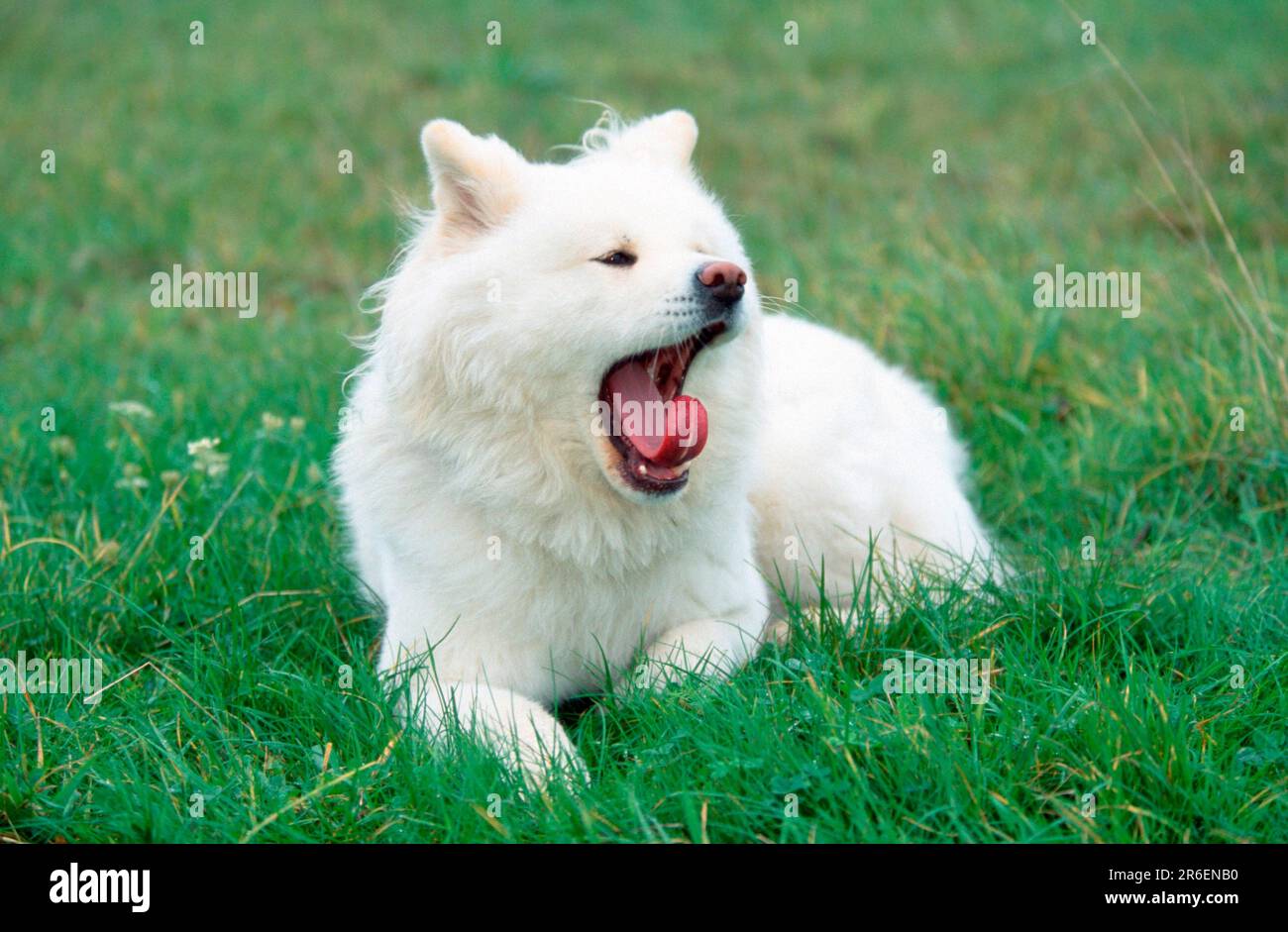 Long haired akita hi-res stock photography and images - Alamy