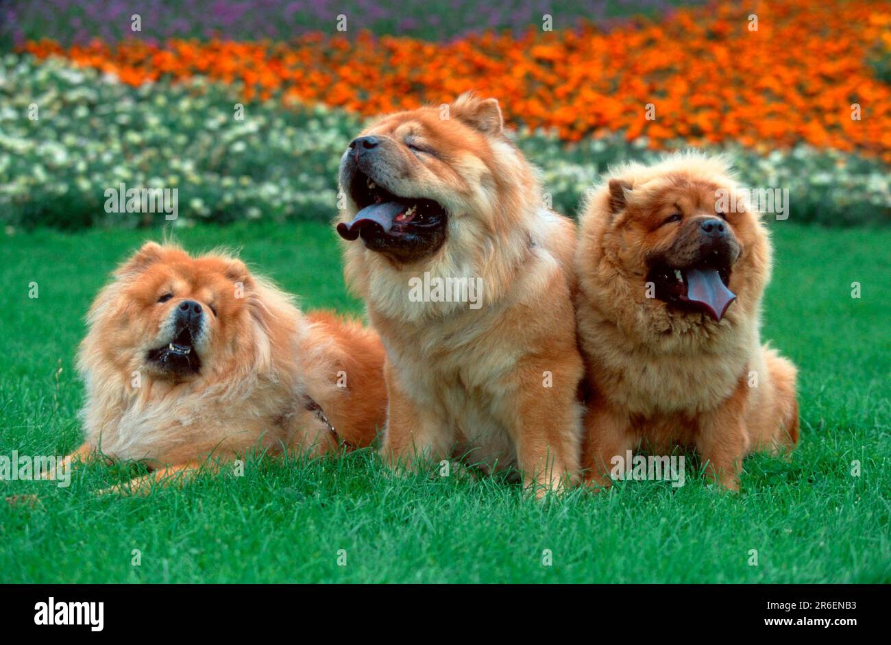 Chow chows hi-res stock photography and images - Alamy