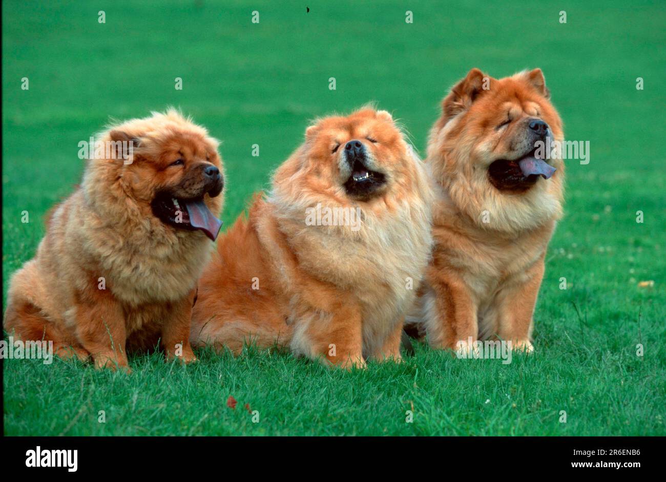 Are Chow Chows Good Guard Dogs