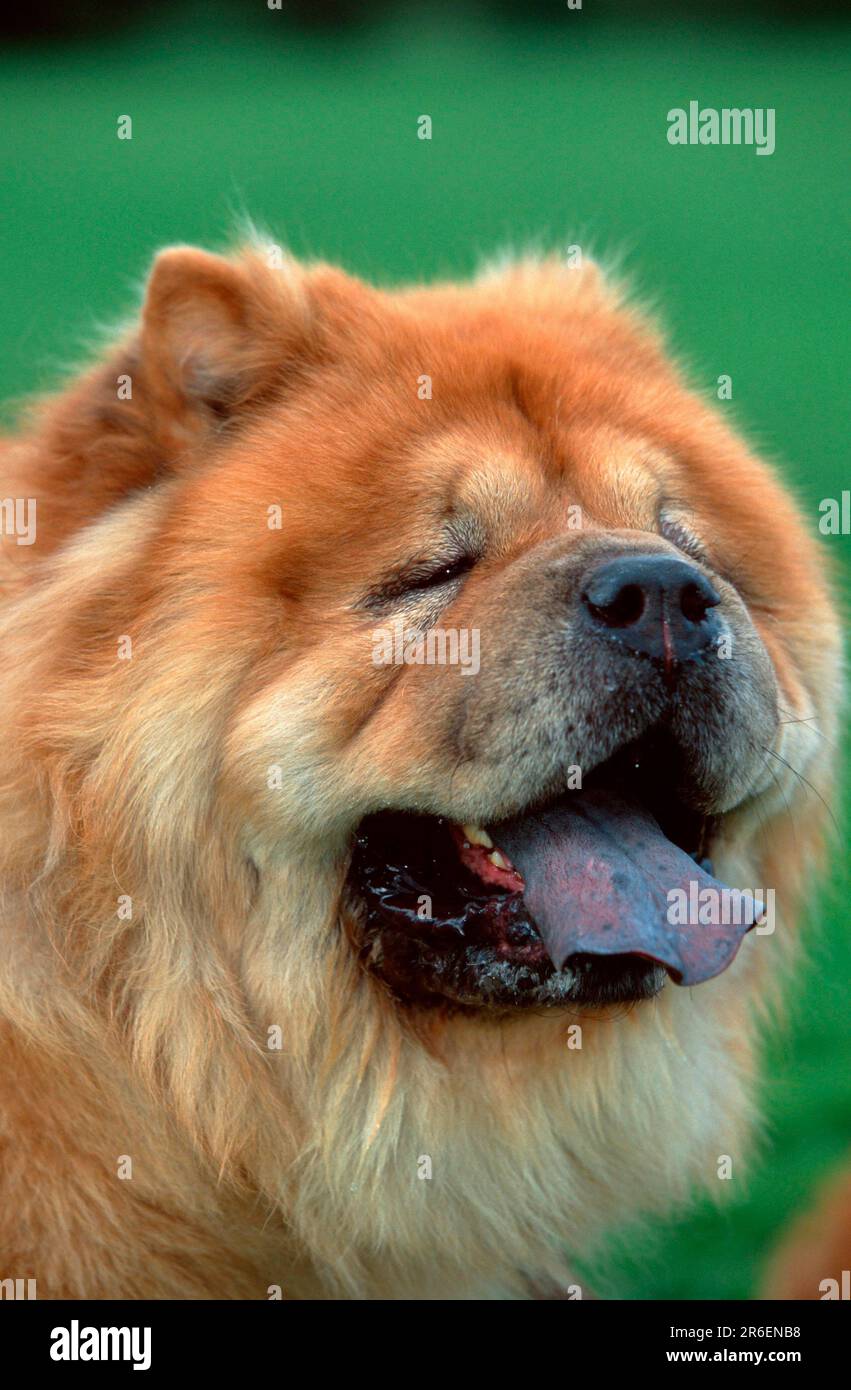 Chow Chow Dog Tongue