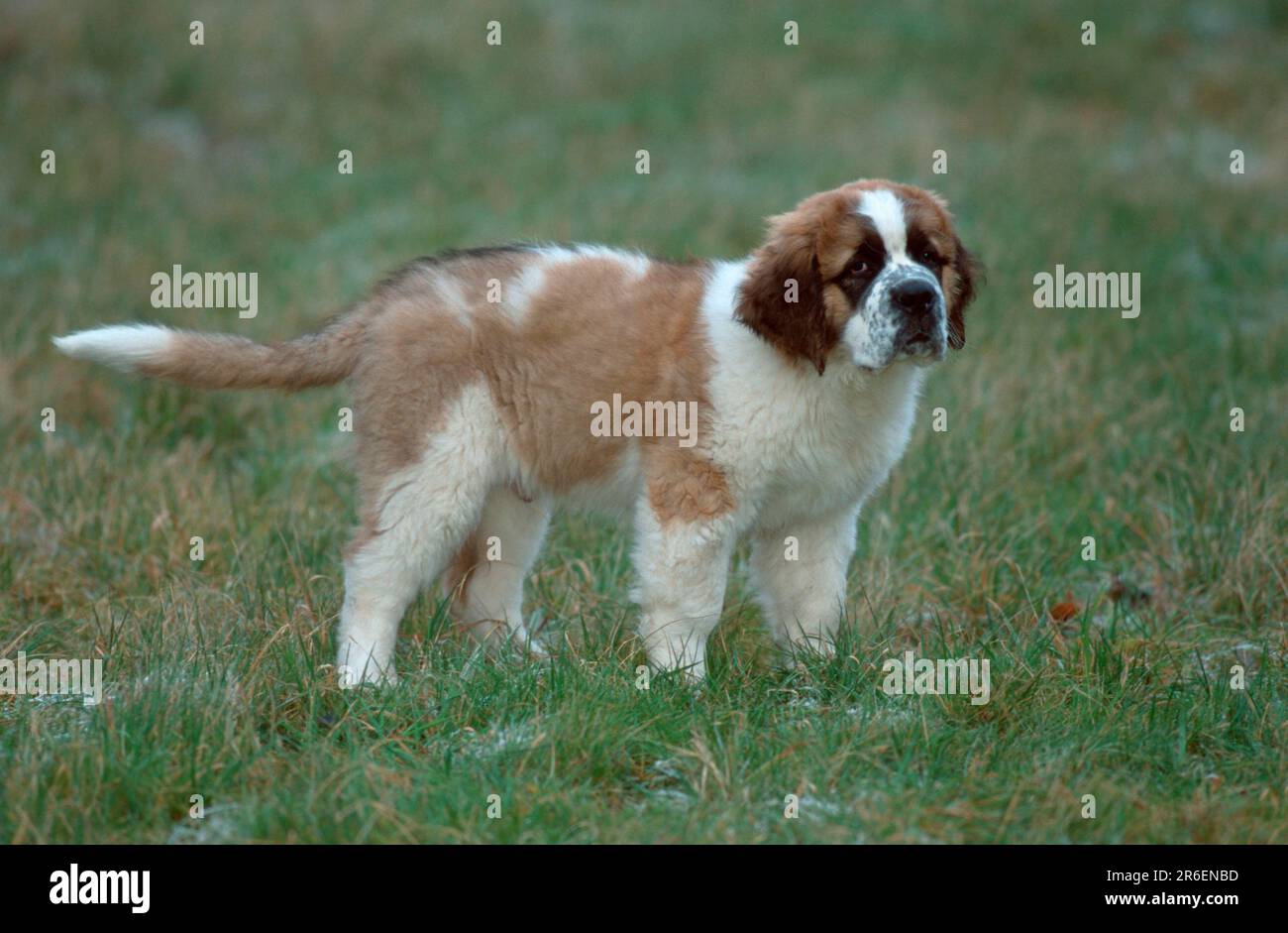 St. Bernard, St. Bernard dog, puppy, 11 weeks old, St. Bernard Dog ...