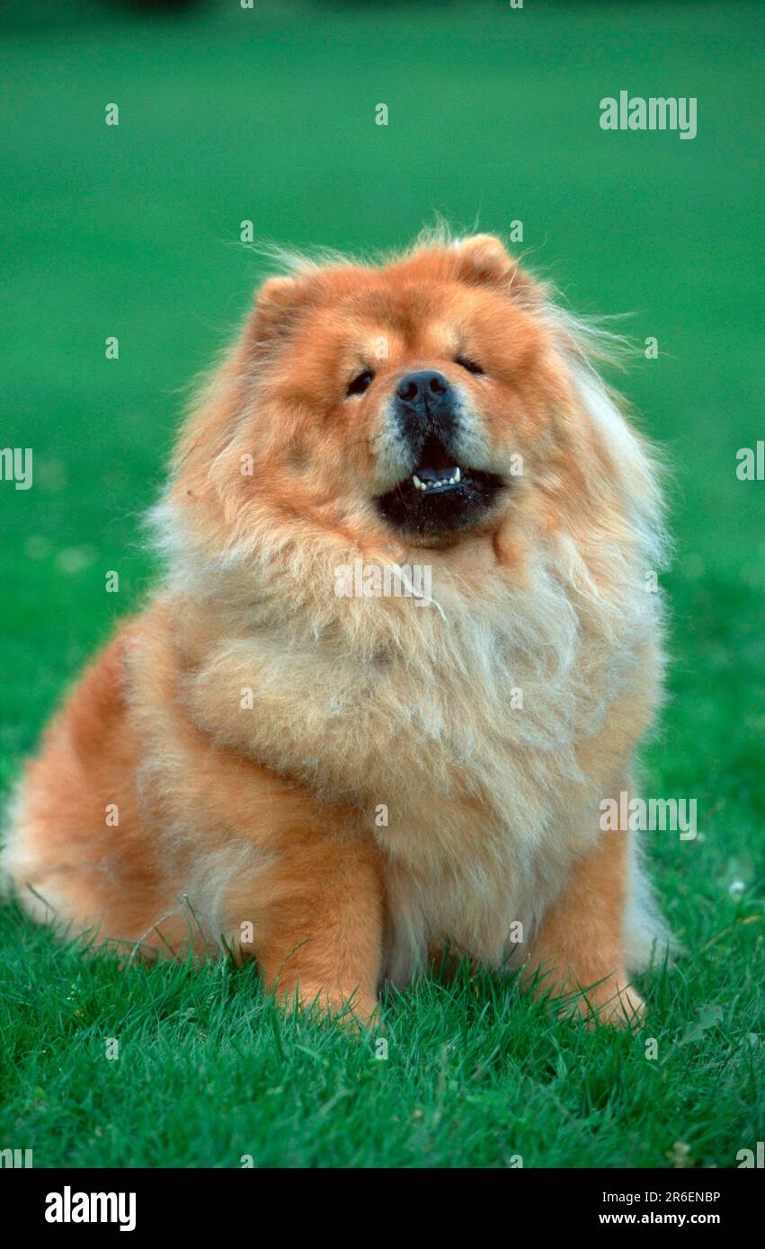 Chow-Chow (animals) (outdoor) (outdoor) (meadow) (sitting) (sitting ...