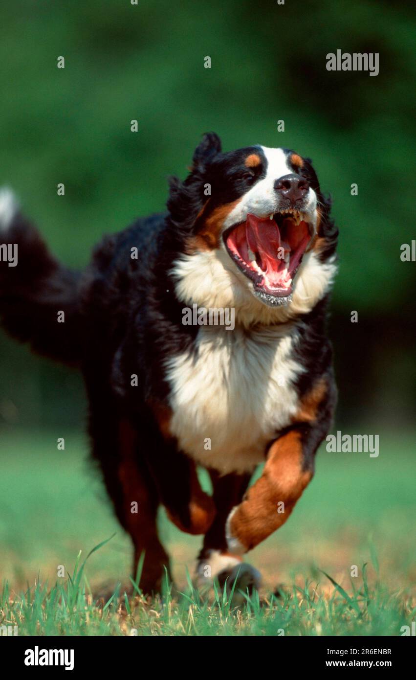 Bernese Mountain Dog, running (animals) (outdoor) (meadow) (aggression ...