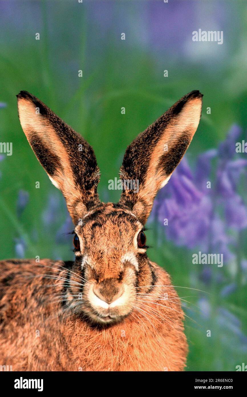 European hare (Lepus europaeus) (animals) (outdoors) (flowers) (frontal ...