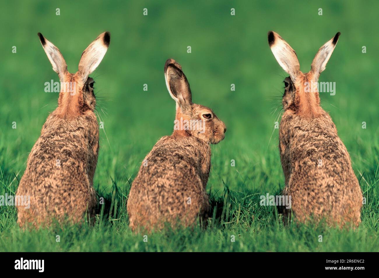 European Hares (Lepus europaeus), Brown Hare Stock Photo - Alamy