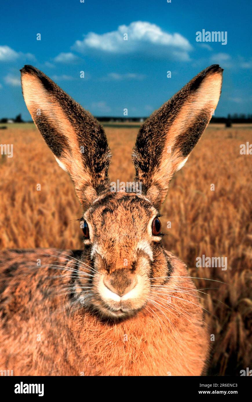 European hare (Lepus europaeus) (animals) (outside) (outdoor) (frontal ...