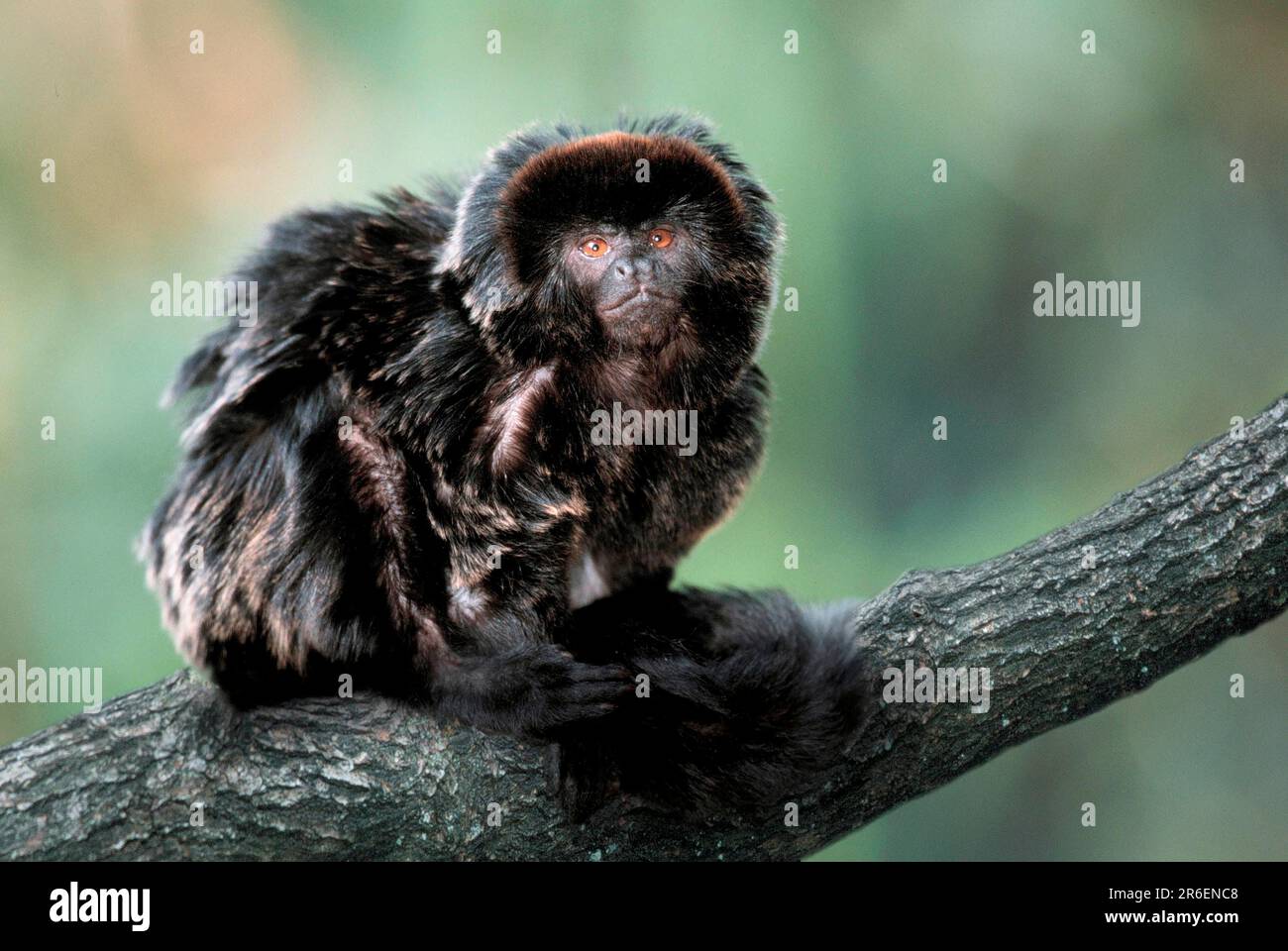 Callitrichid hi-res stock photography and images - Alamy