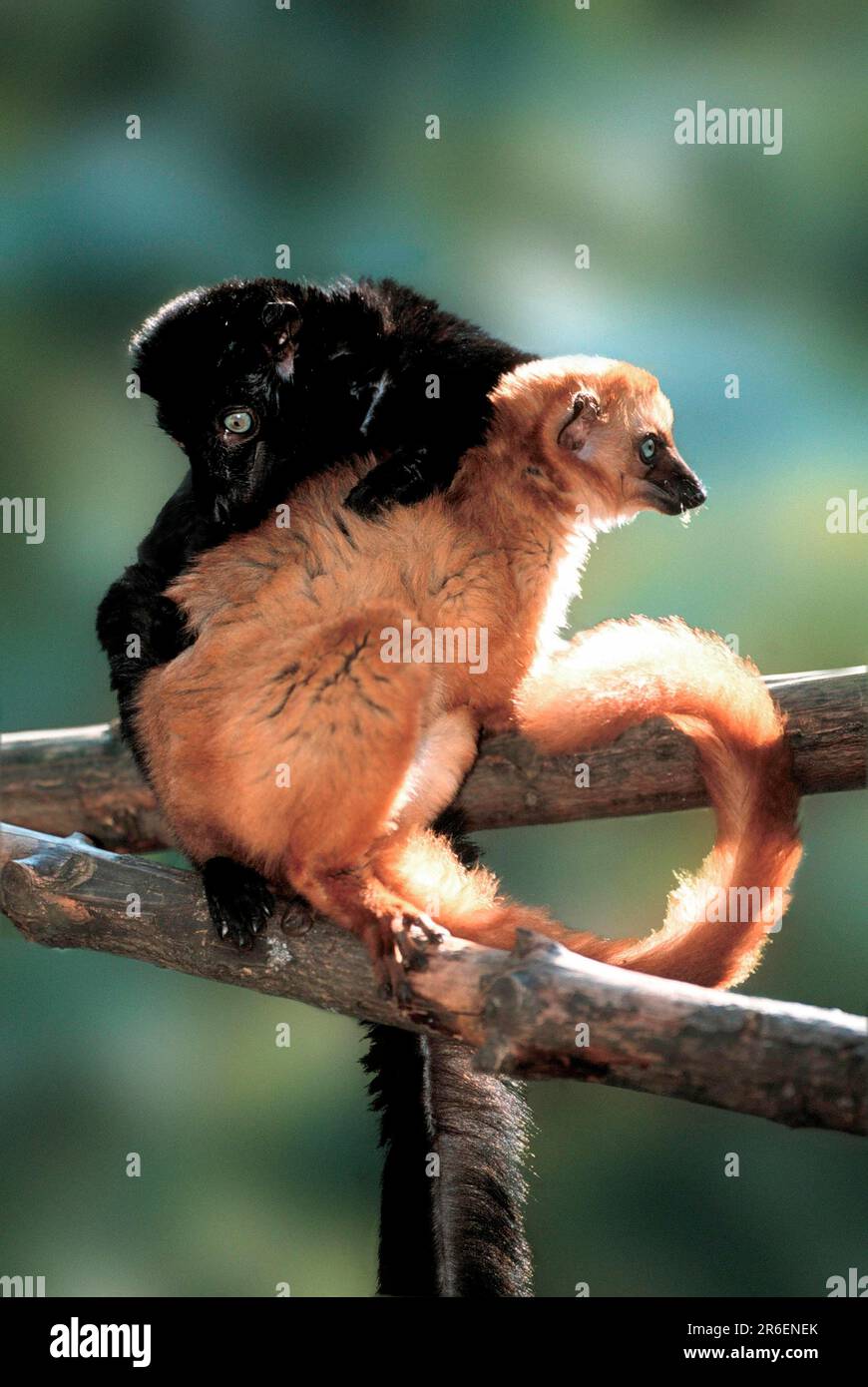 Blue-eyed lemurs, pair, grooming (Eulemur macaco flavifrons) (animals ...
