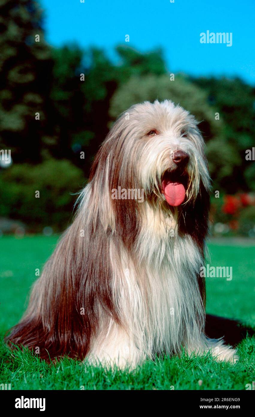 Bearded collie side hi-res stock photography and images - Alamy