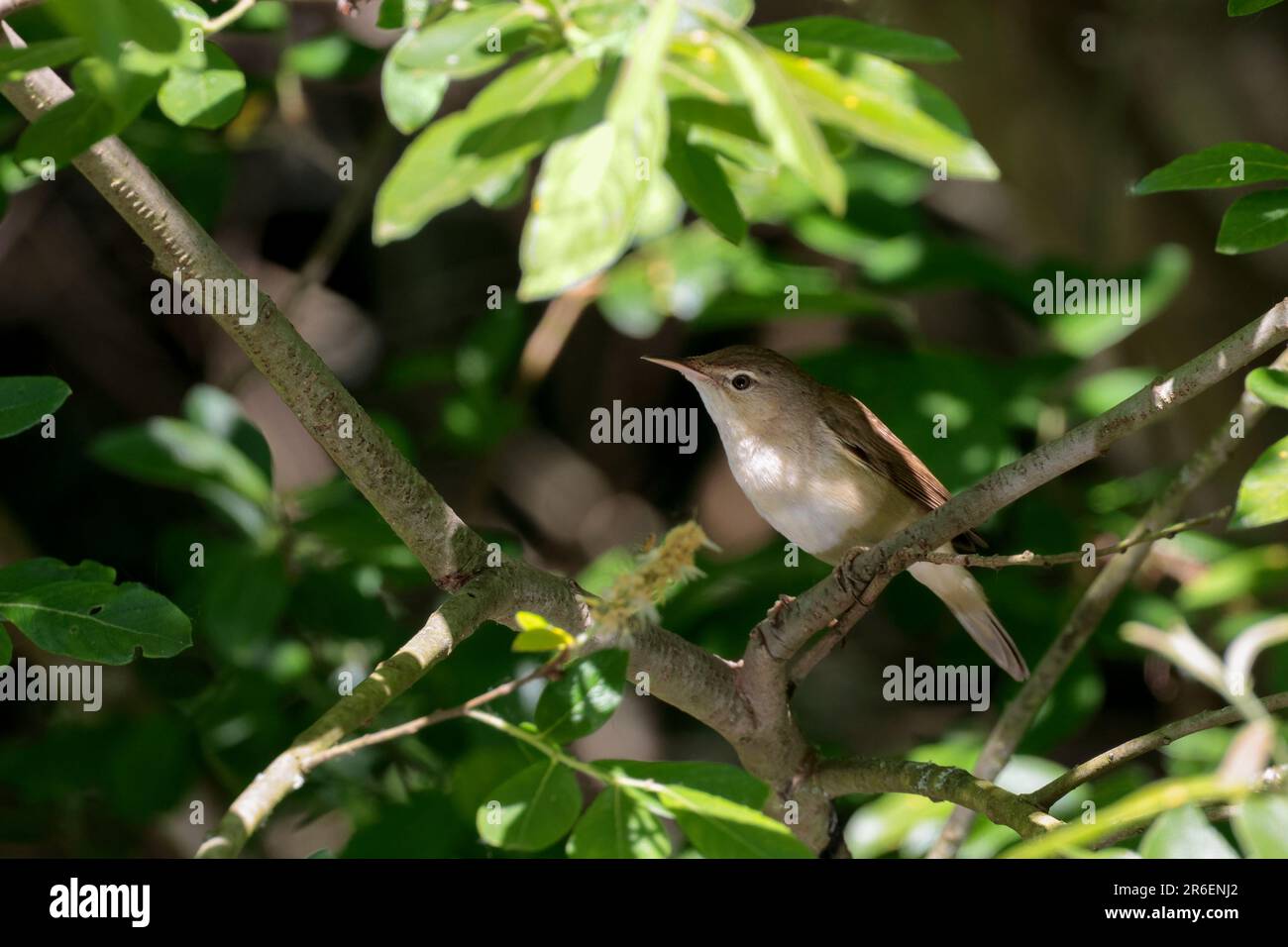 Rounded tail tip hi-res stock photography and images - Alamy