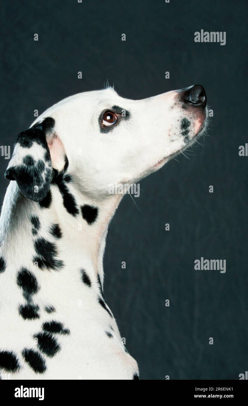 Portrait dog dalmatian side view hi-res stock photography and images ...