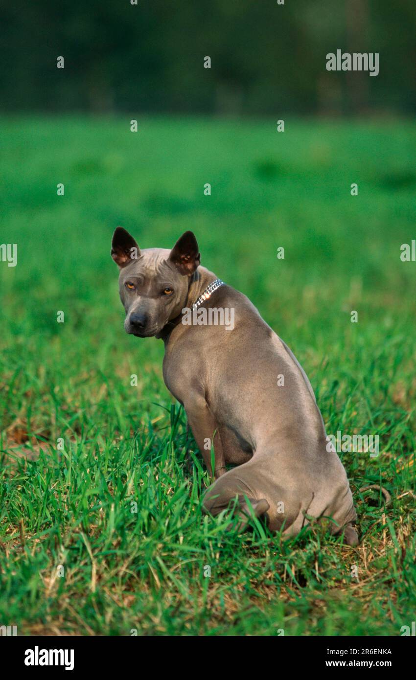Thai-Ridgeback (animals) (outdoor) (from behind) (meadow) (sit ...