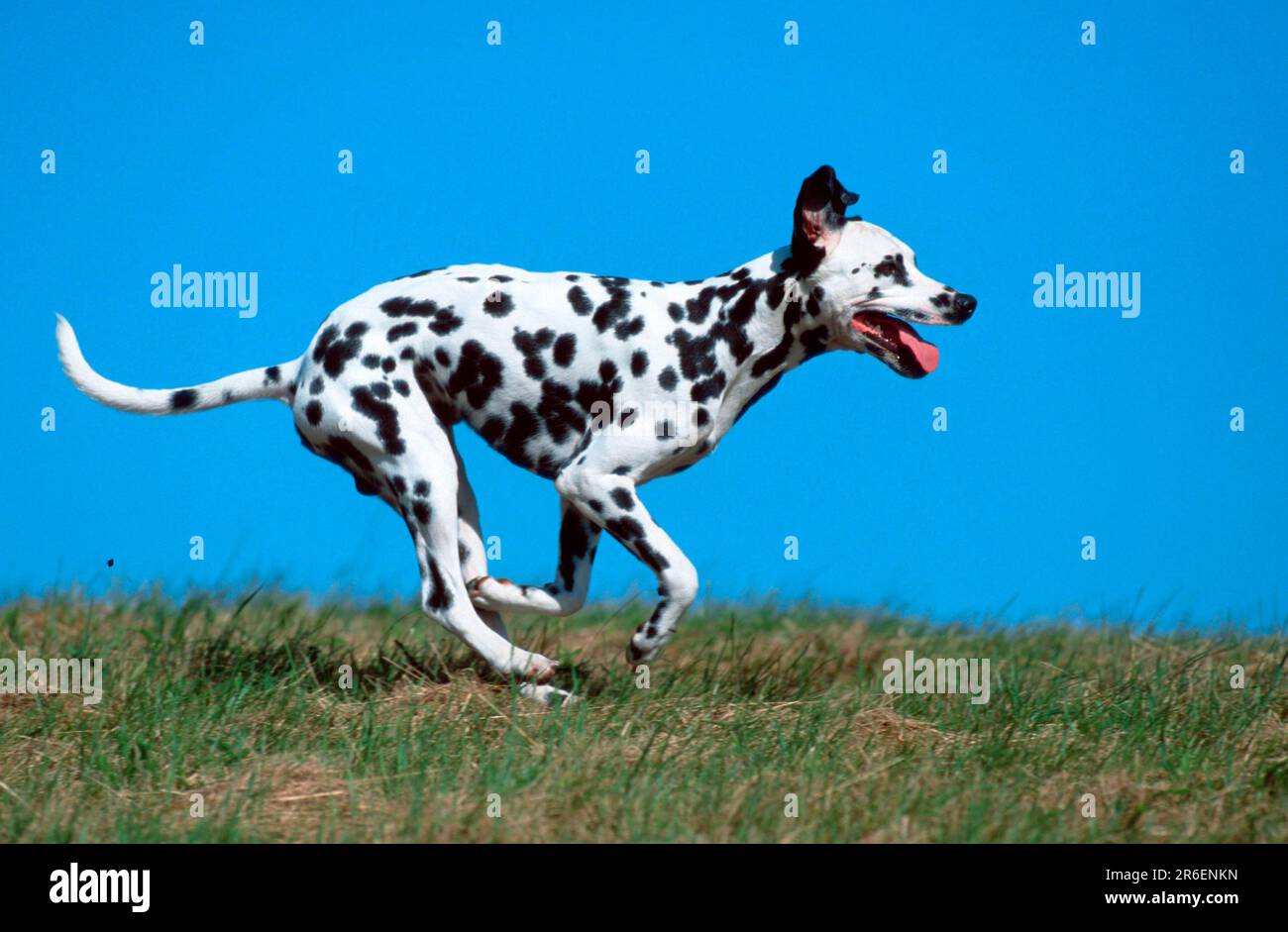 Dalmatian movement hi-res stock photography and images - Alamy