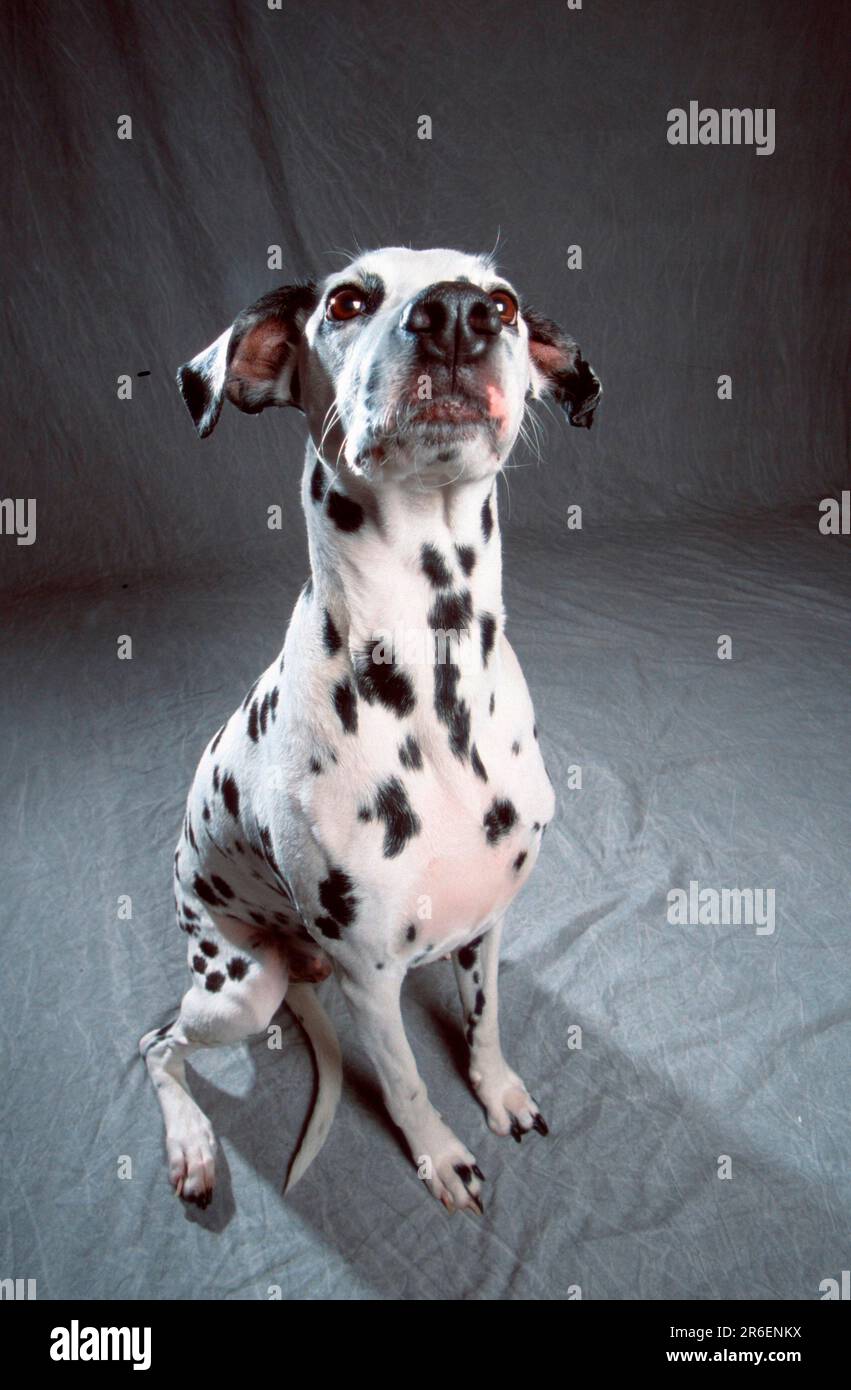 Dalmatian dog abstract hi-res stock photography and images - Alamy