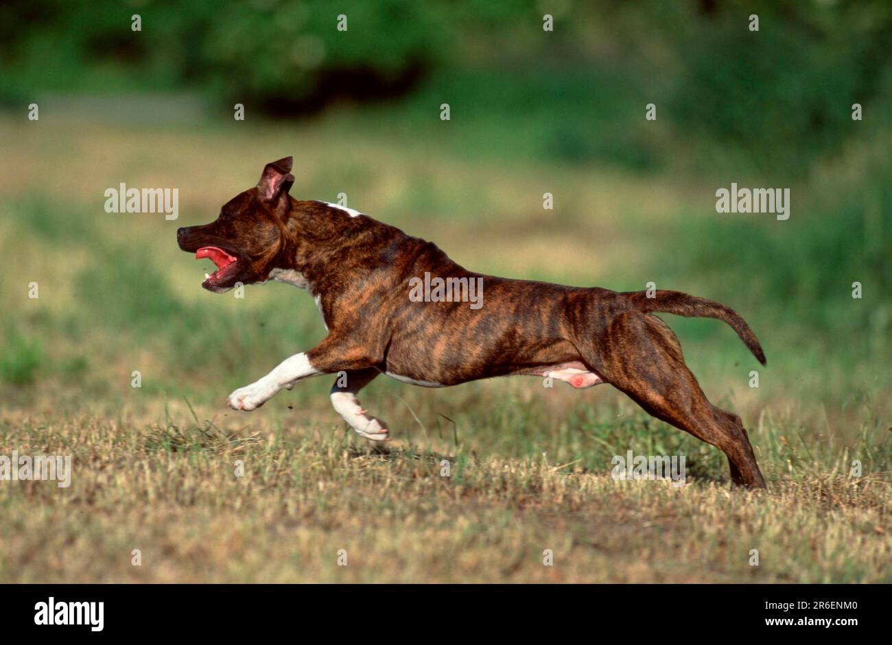 American Staffordshire Terrier, Pit Bull, Side Stock Photo - Alamy