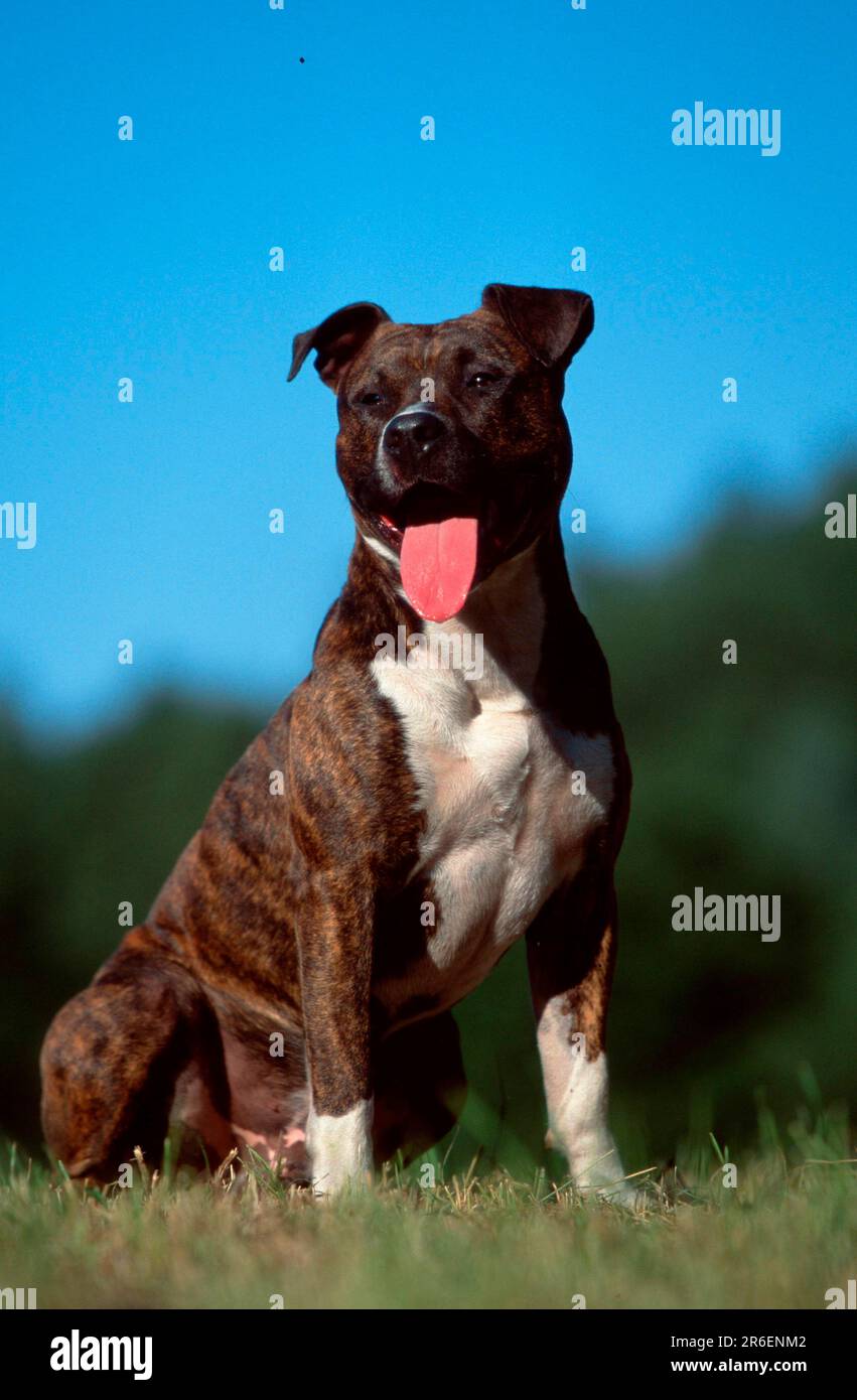 American Staffordshire Terrier (animals) (outdoor) (meadow) (alert ...
