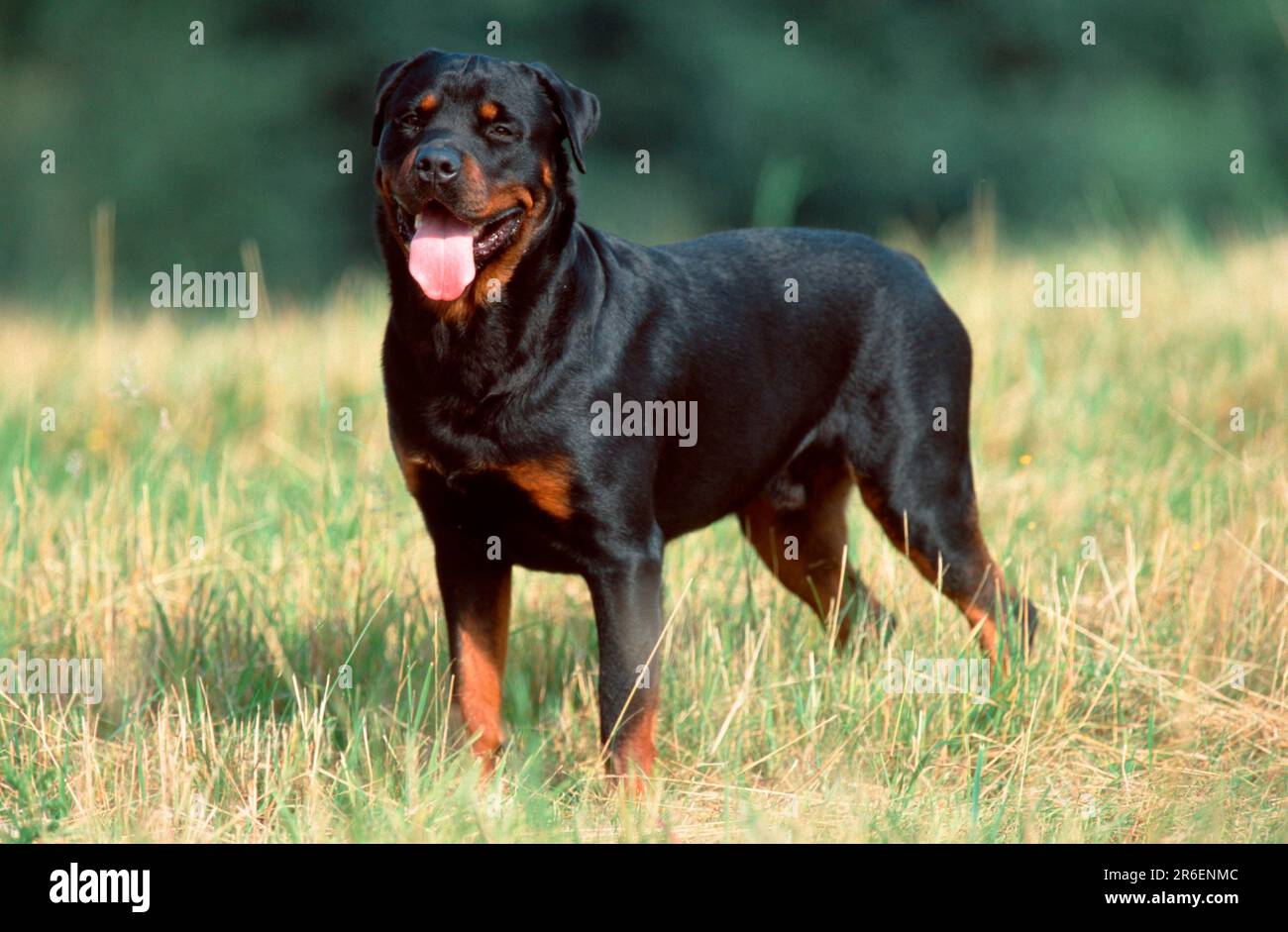 Mature rottweiler hi-res stock photography and images - Alamy