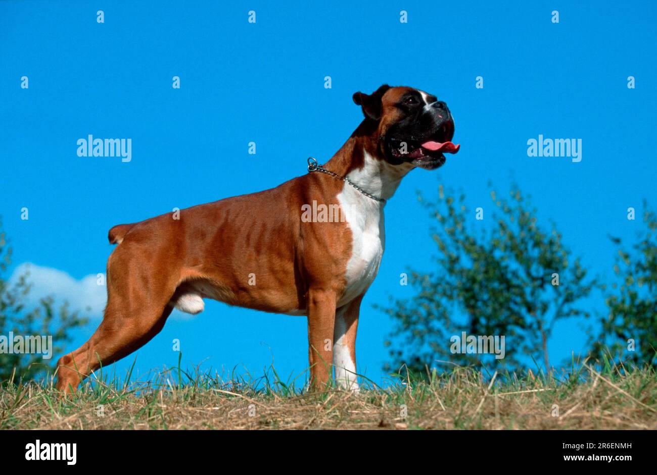 German Boxer, yellow, German Boxer, outside, outdoor, side, male, tail ...