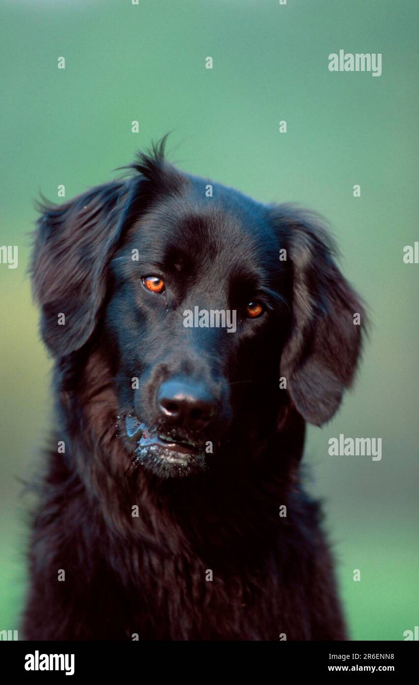 Hovawart, black, black (animals) (outside) (outdoor) (frontal) (head-on ...