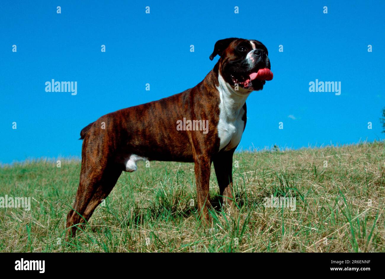 Brindle male hi-res stock photography and images - Alamy