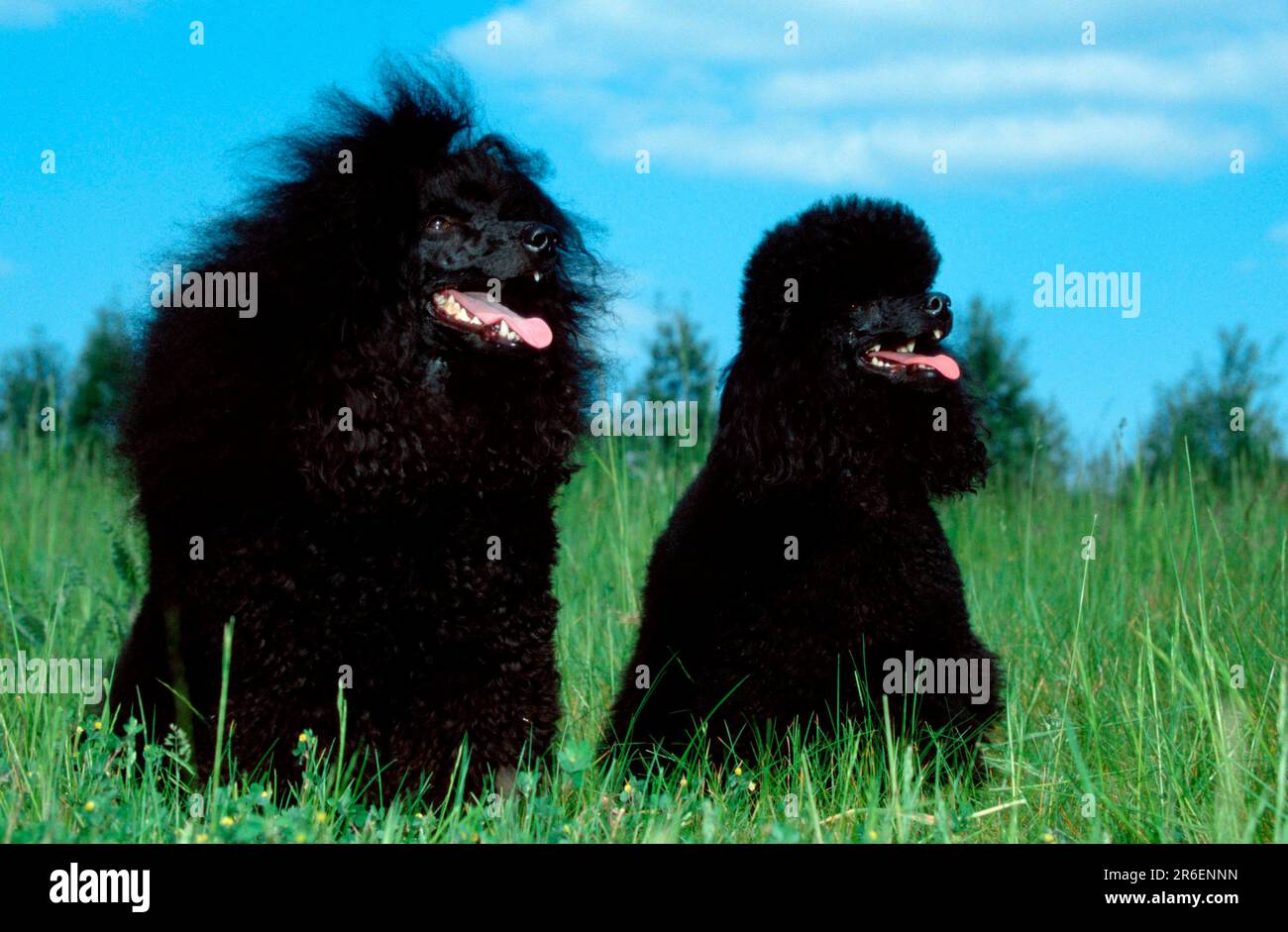 Miniature Poodle and Toy Poodle, black (animals) (outdoor) (meadow ...