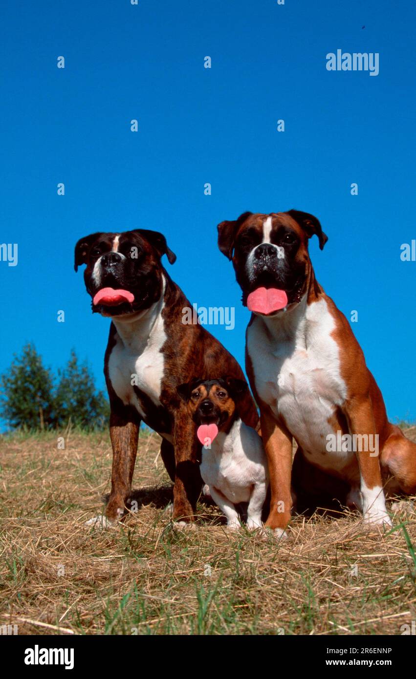 German Boxers and Jack Russell Terriers Stock Photo - Alamy