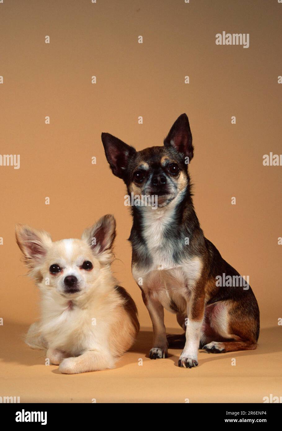Chihuahuas, long-haired and short-haired Stock Photo - Alamy