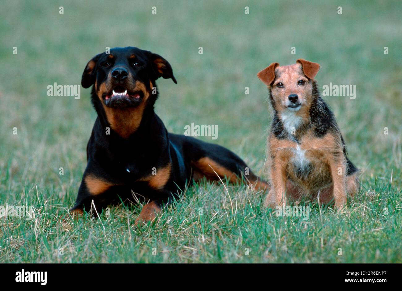 Rottweiler and mixed breed dog Stock Photo - Alamy