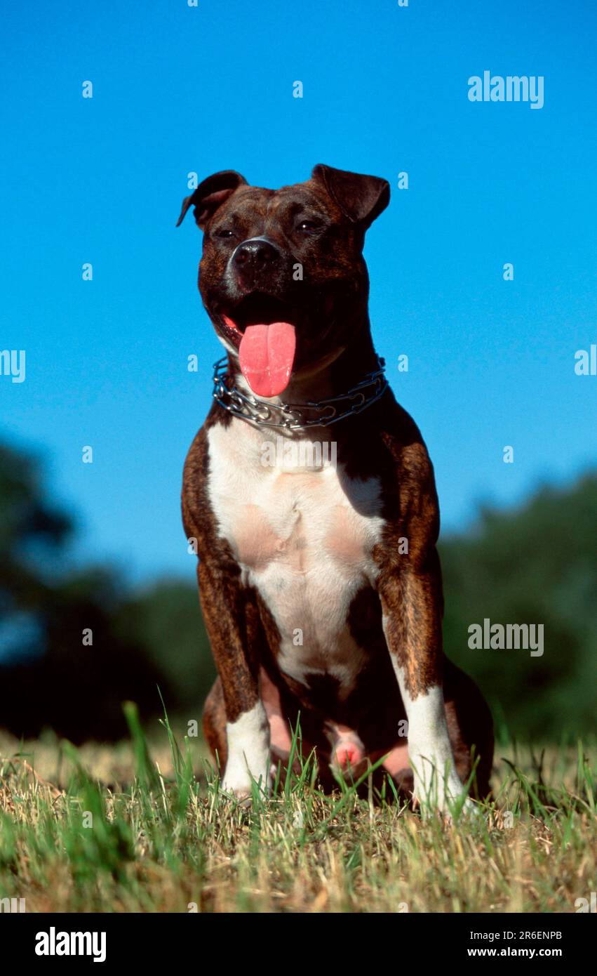 American Staffordshire Terrier (animals) (outdoor) (frontal) (head-on ...