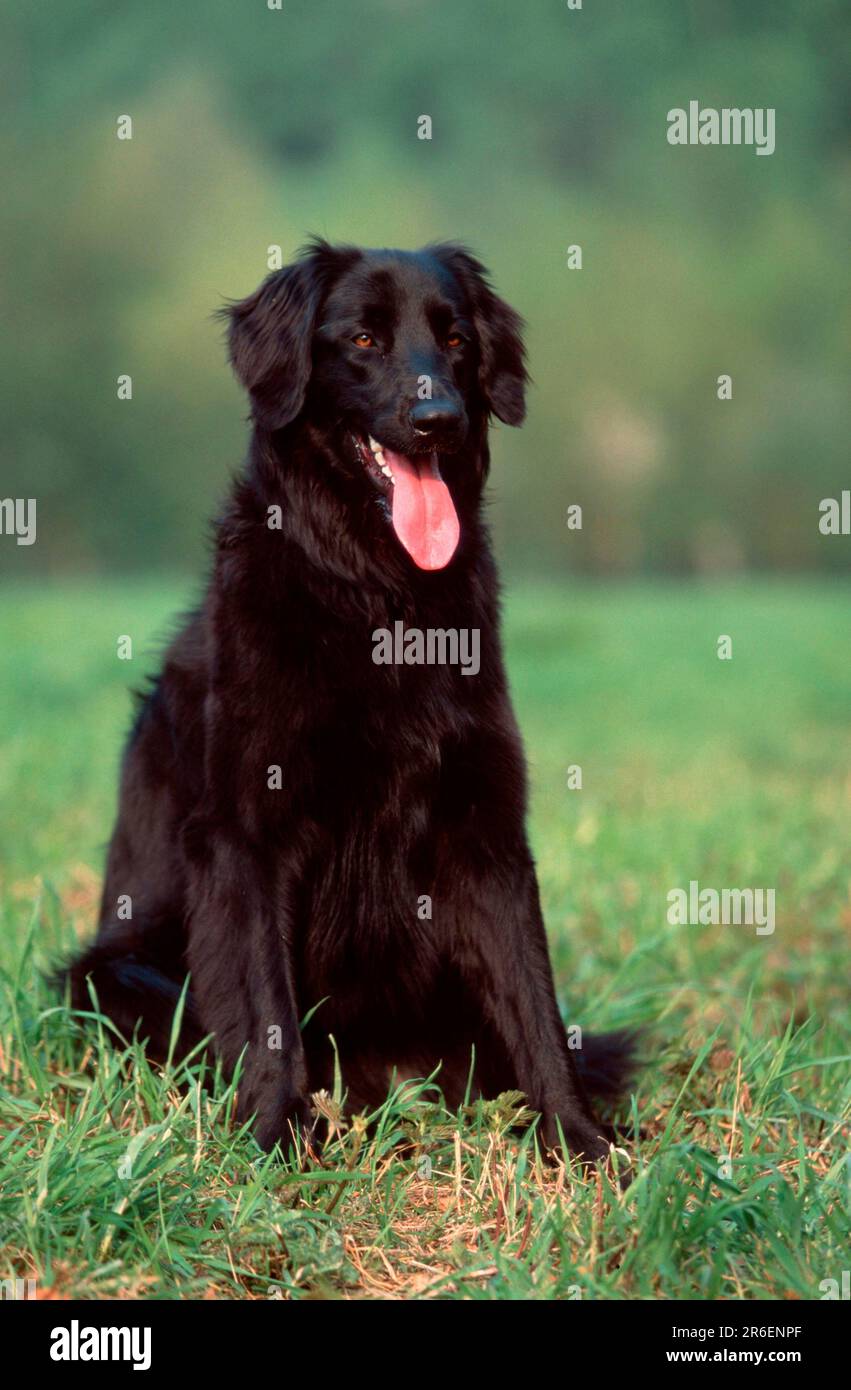Hovawart, black, black (animals) (outside) (outdoor) (frontal) (head-on ...