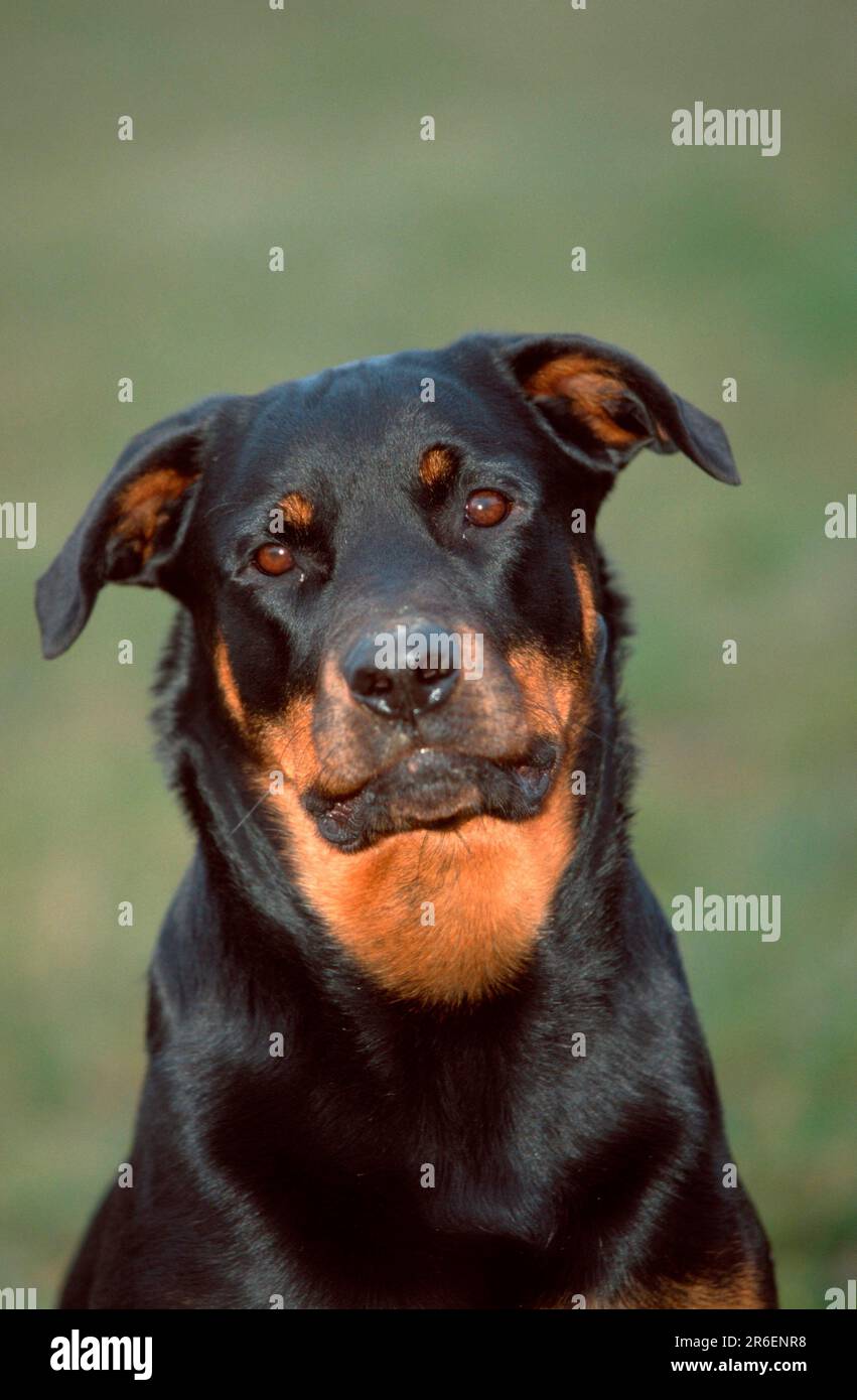 Mature rottweiler hi-res stock photography and images - Alamy