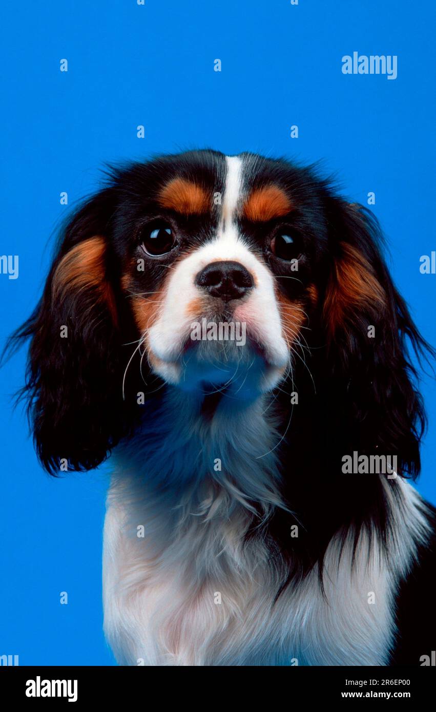 Cavalier King Charles Spaniel, tricolour Stock Photo - Alamy