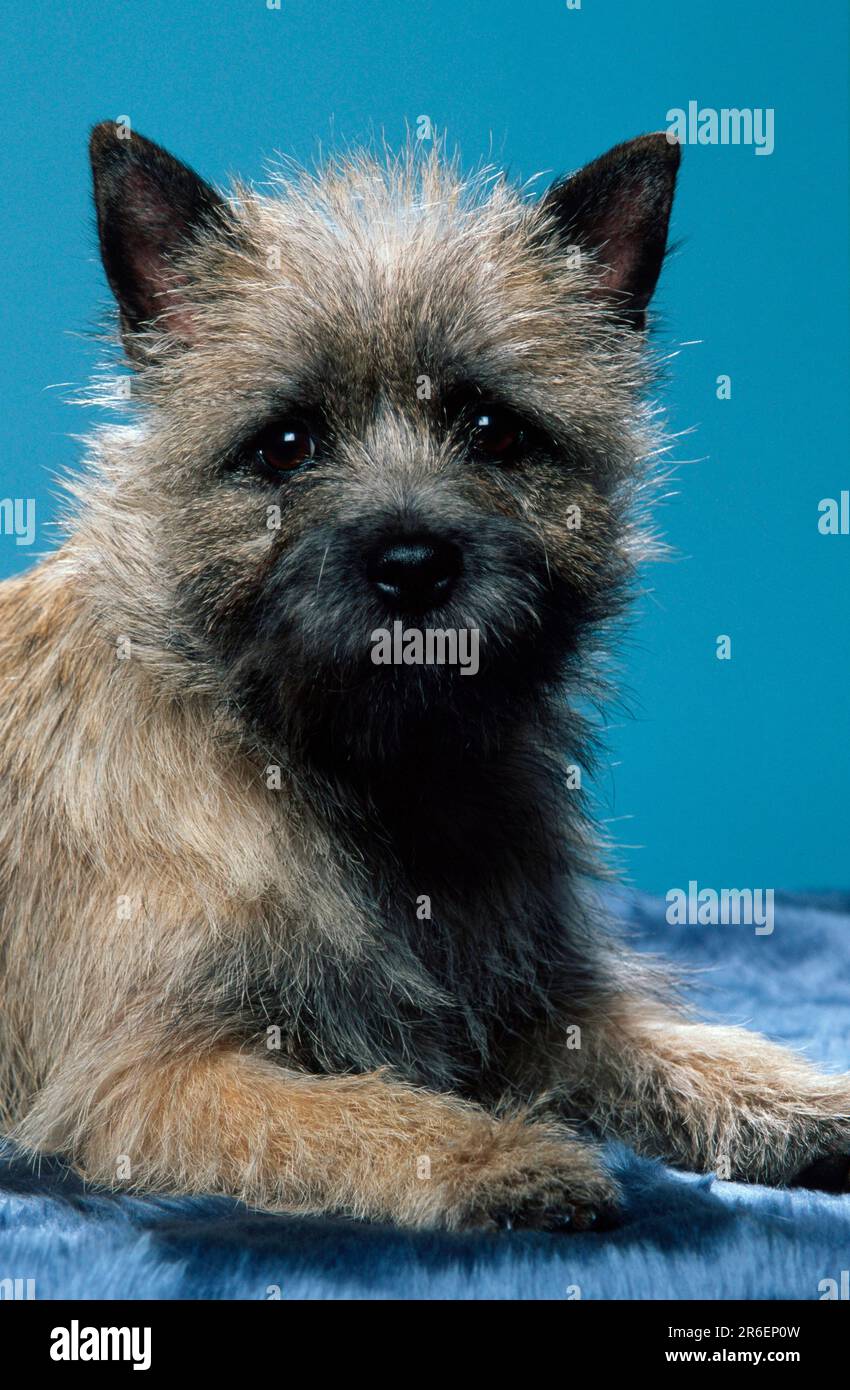 Cairn Terrier, Wheaten, Cairn Terrier, wheaten (animals) (indoor ...