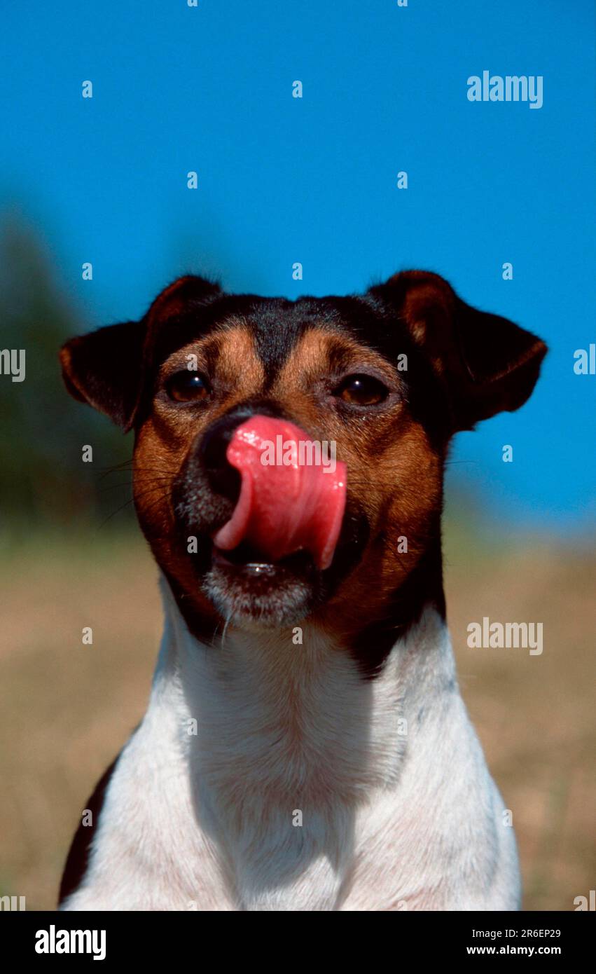 Jack Russell Terrier (animals) (outside) (outdoor) (frontal) (head-on ...