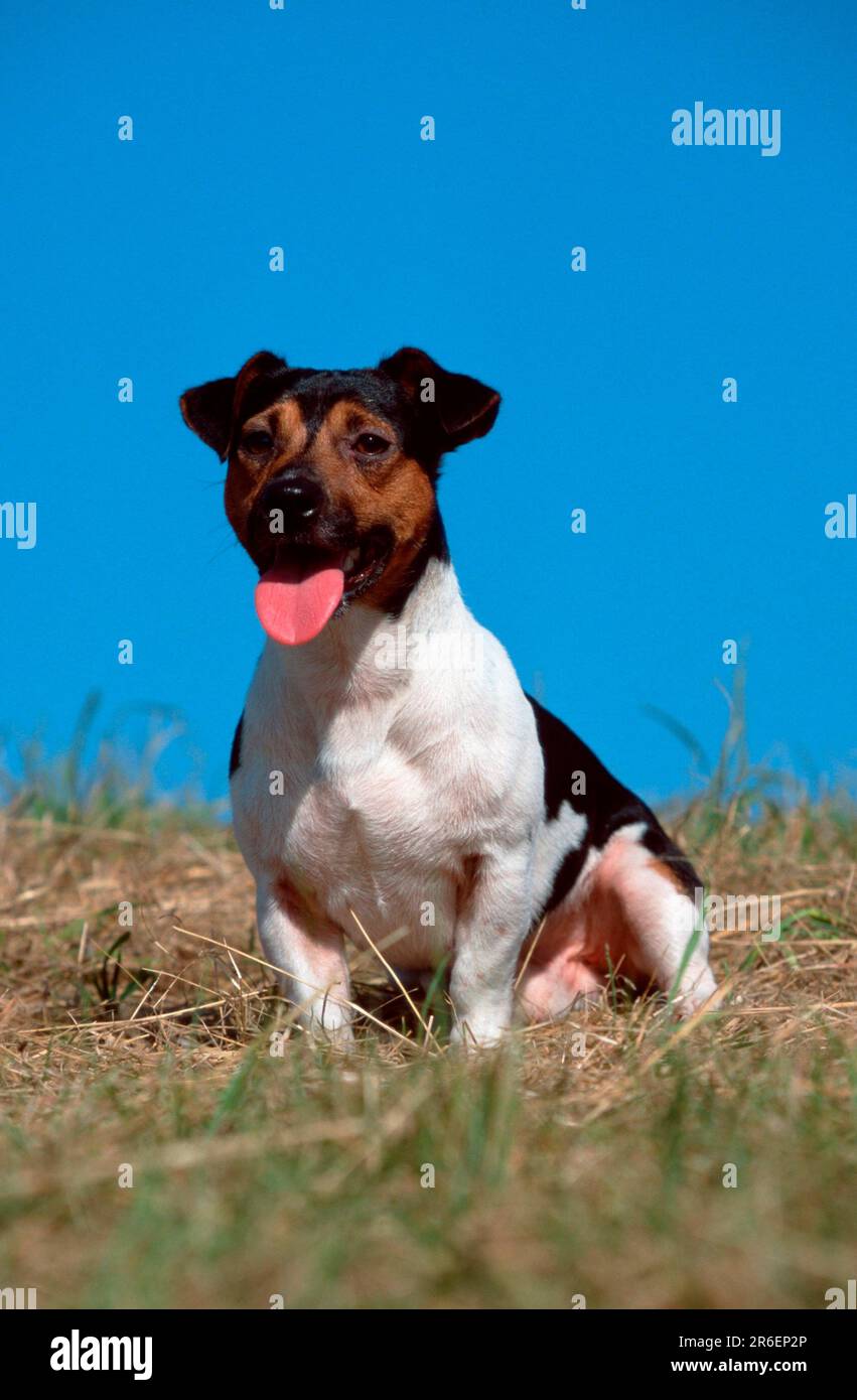 Jack Russell Terrier (animals) (outdoor) (frontal) (head-on) (front ...