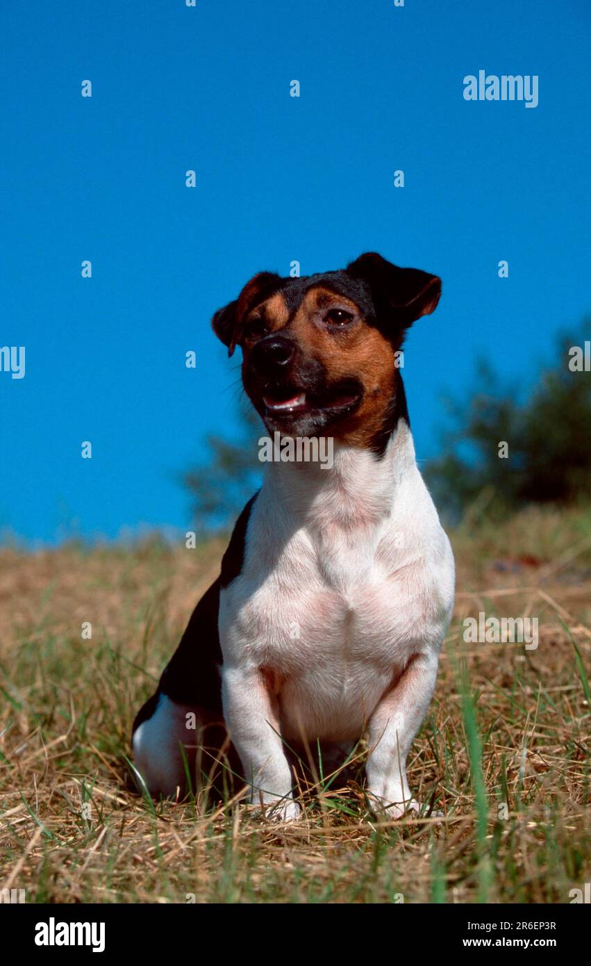 Jack Russell Terrier (animals) (outside) (outdoor) (frontal) (head-on ...