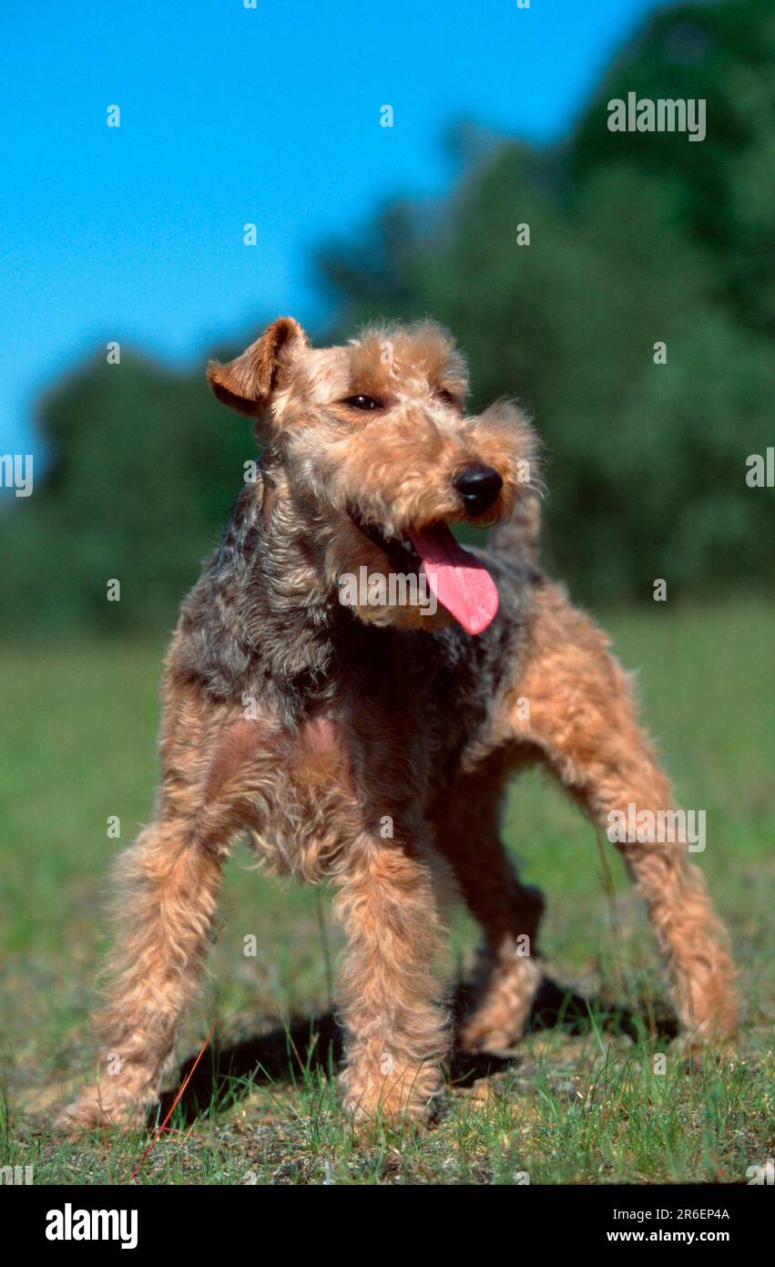 Welsh terrier dog standing tongue hi-res stock photography and images ...