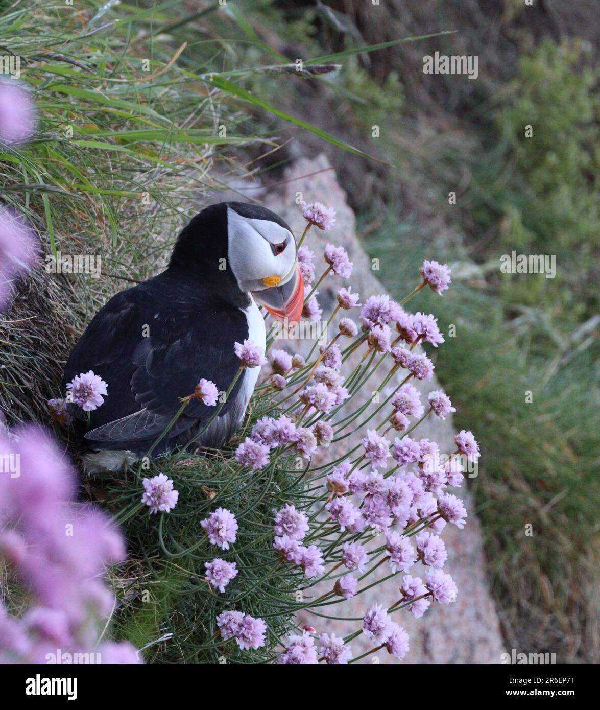 Puffins at Bullers of Buchan Stock Photo - Alamy
