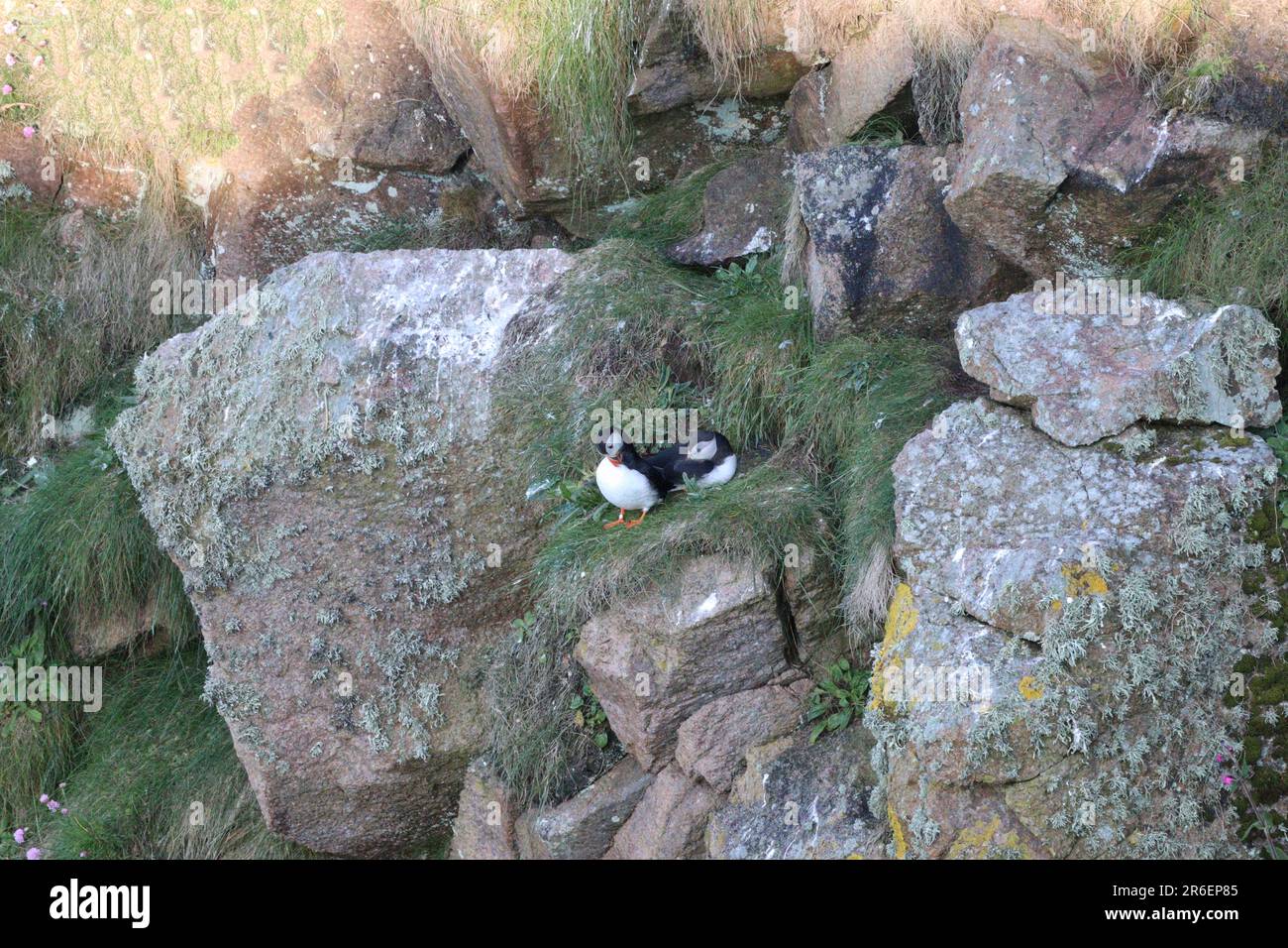Puffins at Bullers of Buchan Stock Photo - Alamy